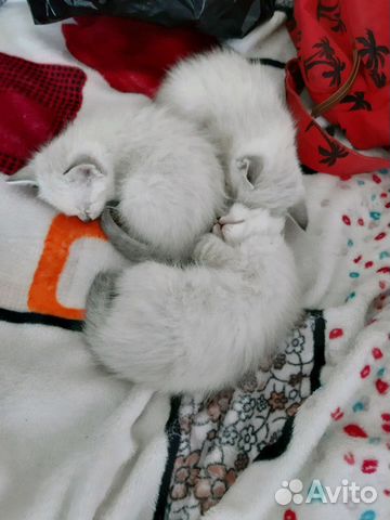 Сиамские котята