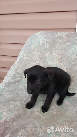 Щенки ищут хозяев