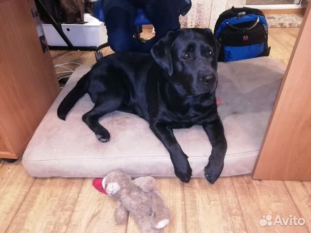 Лабрадор вязка, девочка ищет хорошего жениха