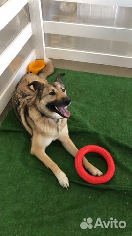 Лайка Метис