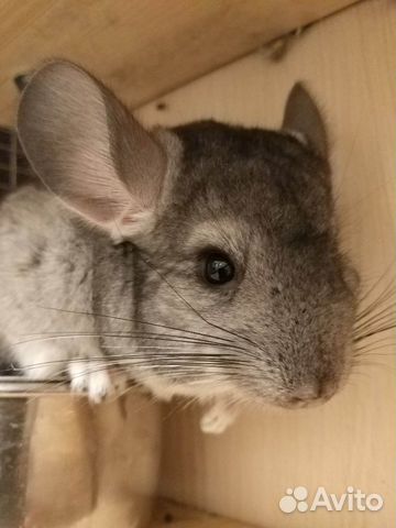 Шиншилла мальчик 4 мес