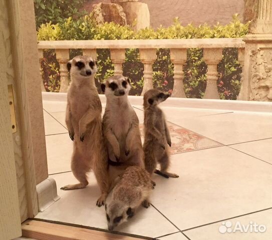 Пара сурикатов для разведения