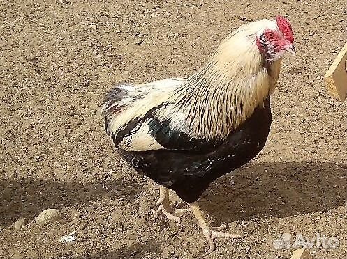 Петухи породы Араукана