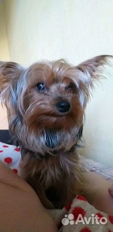 Йоркширский терьер