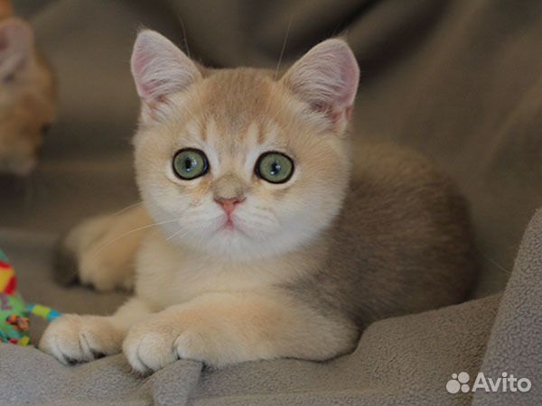 Маркус - голубой золотистый затушёванный котик