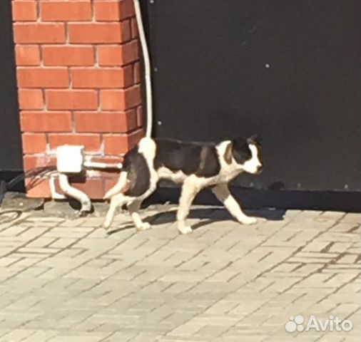 Щеночек в добрые руки