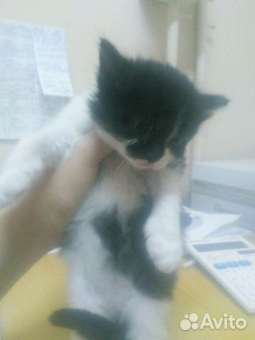 Котенок мальчуган