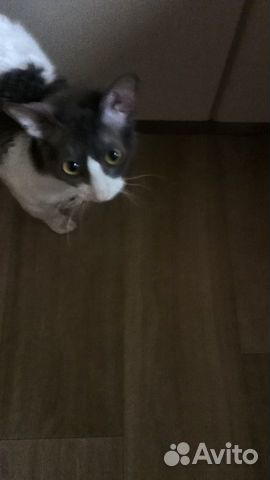 За вознаграждение