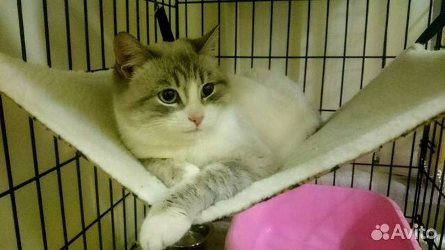 Микс, 10 месяцев