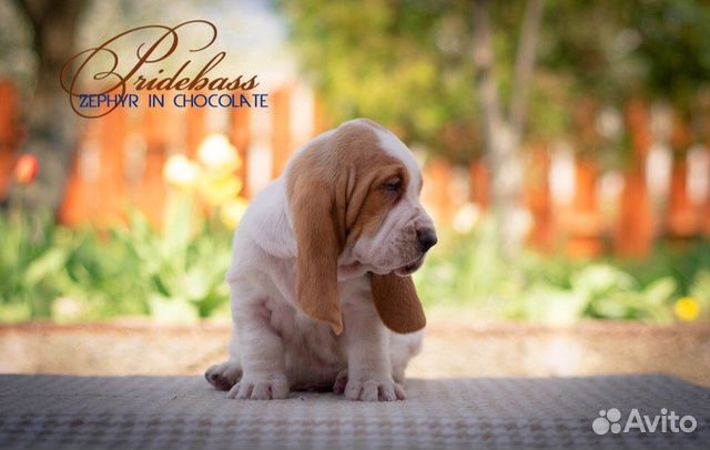 Щенки Бассята