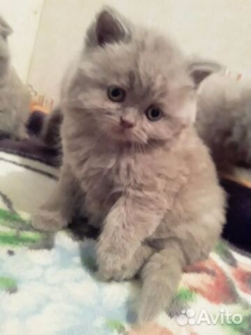 Очаровательные британцы