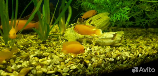 Малавийские цихлиды