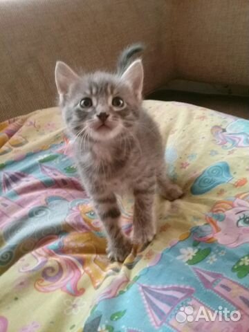 Котенок дымчатый полосатый