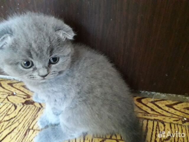 Продам шотландскую вислоухую девочку