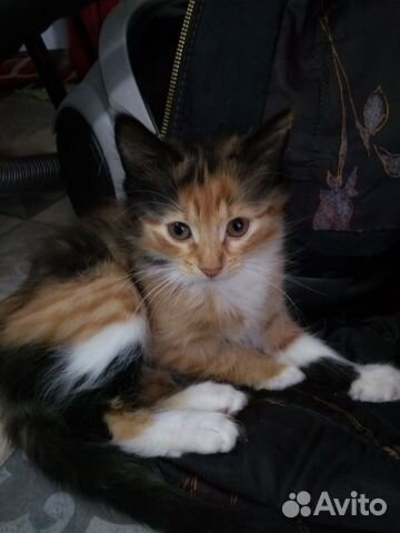 Котята трехцветные