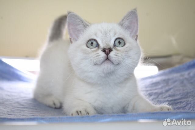 Британские редкостные шикарные котята