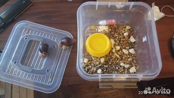 Улитки охатины