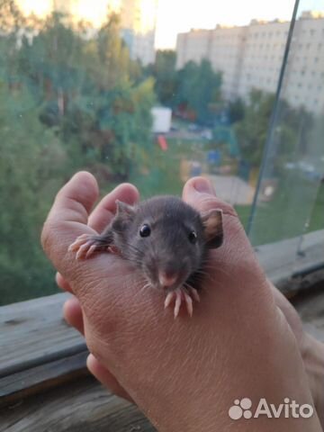 Отдам в добрые руки