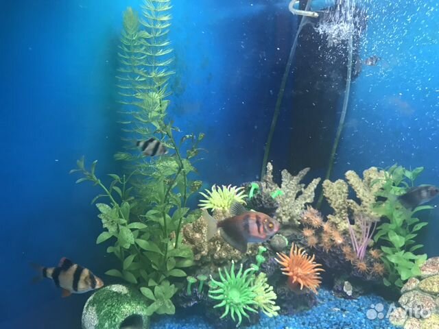 Аквариумная рыбка тернеция блоу