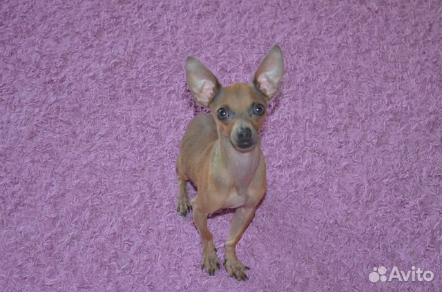 Красивый молодой той-терьер ищет подружку