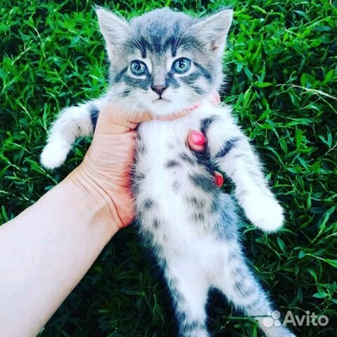 Отдам в хорошие руки