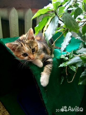 Котёнок Соня