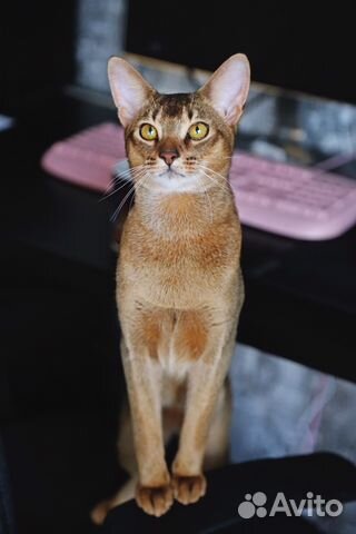 Абиссинский кот вязка