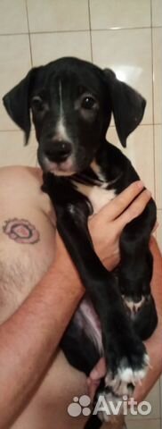 Щенки метиса боксера