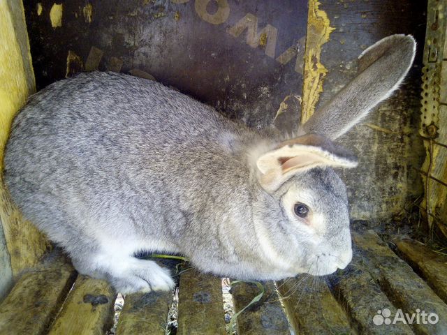 Кролики и кролы