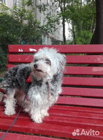 Парень Кекс в добрые руки до конца августа