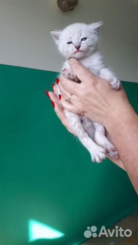 Котятки