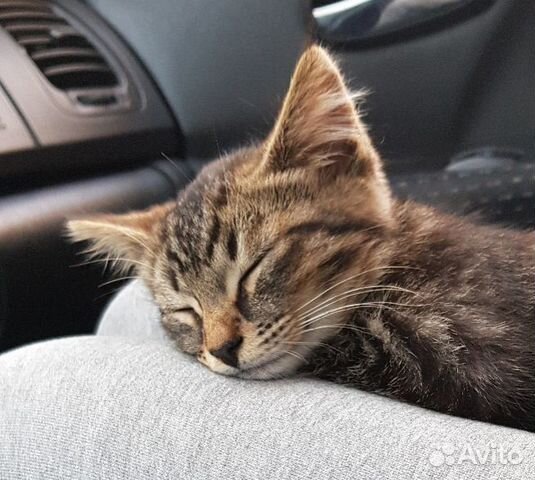 Котенок Тигра