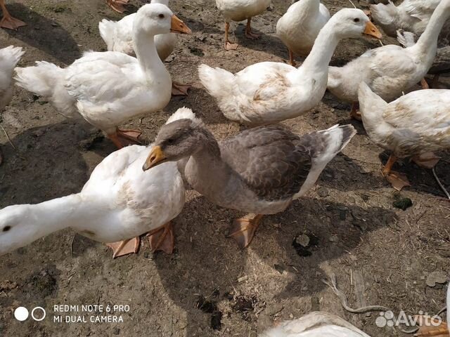Продам гусят 2-х месячных