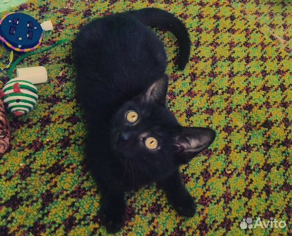 Ищу хозяина