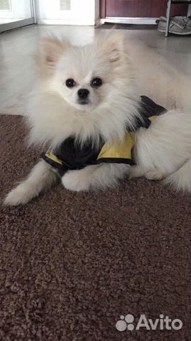 Вязка кобель мини шпиц