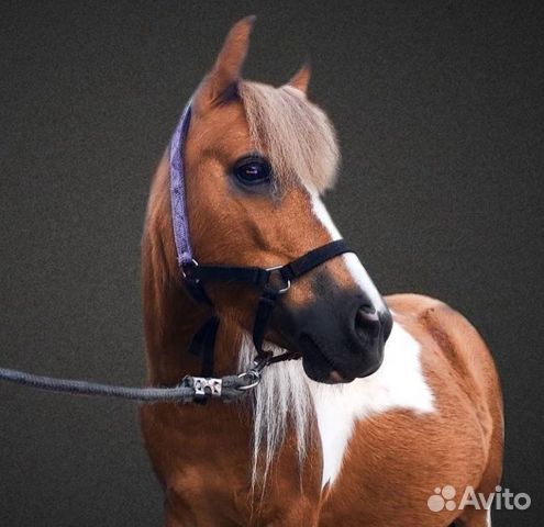 Кобылы пони