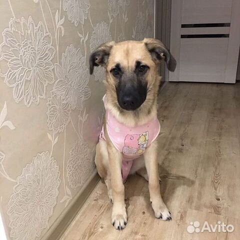 Щенок Эльза