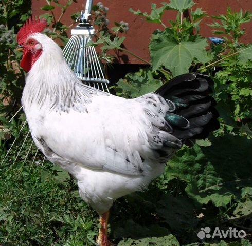 Продам петухов адлерские серебристые