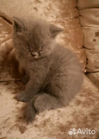 Котенок Экзот