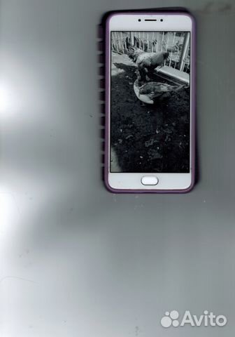 Продам индоутят