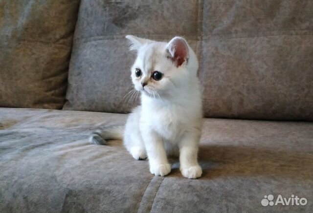 Британская серебристая шиншилла (котёнок)