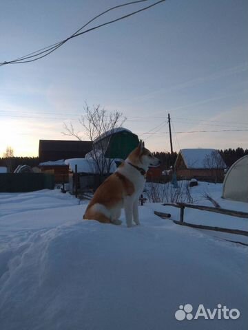 Вязка