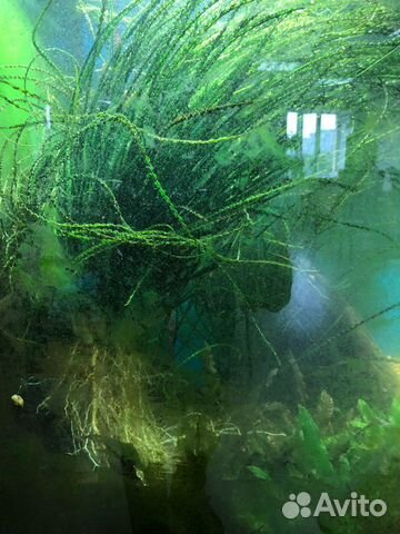 Кринум каламистратум