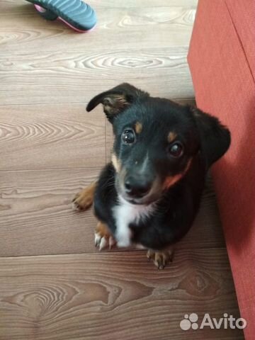 Отдам щенка в хорошие руки