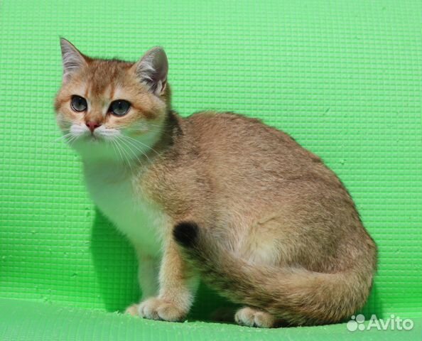 Золотые тикированные