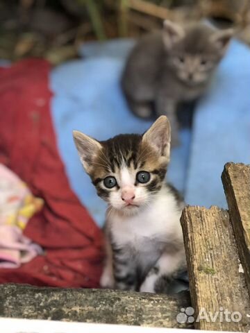 Милые котята мышеловы