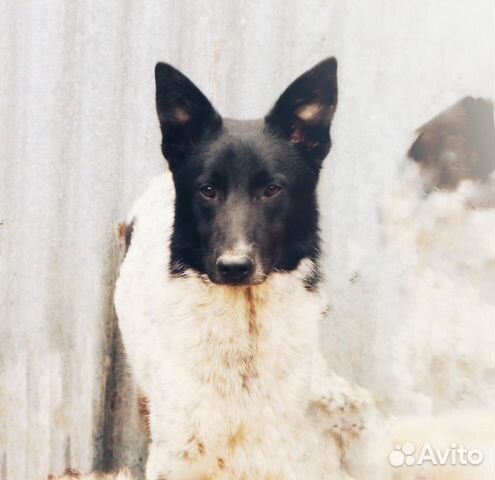 Белый Бим в добрые руки