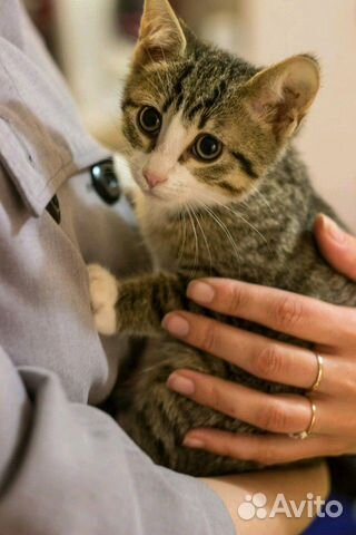 Котенок Мальчик 2,5 месяца