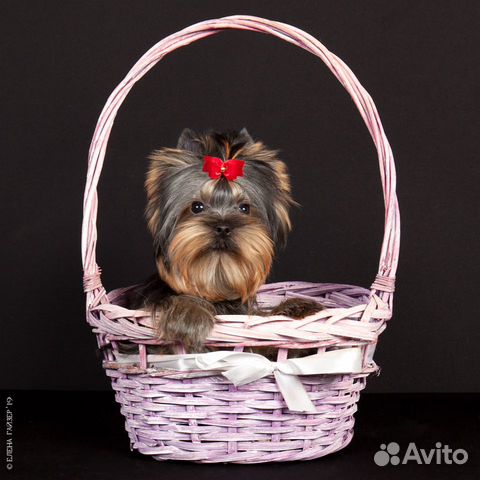 Девочка "мини" (5 месяцев - 1,5 кг )