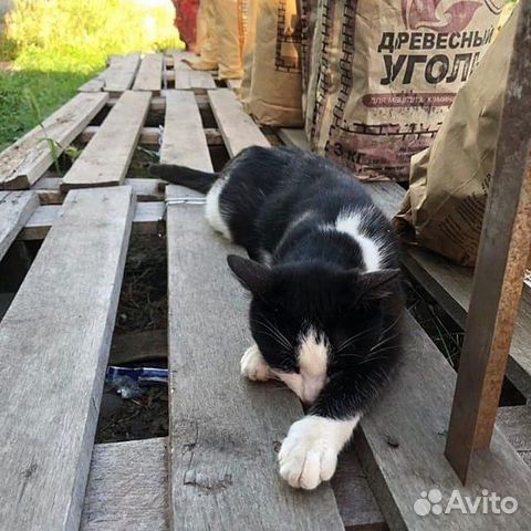 Буся и Амина